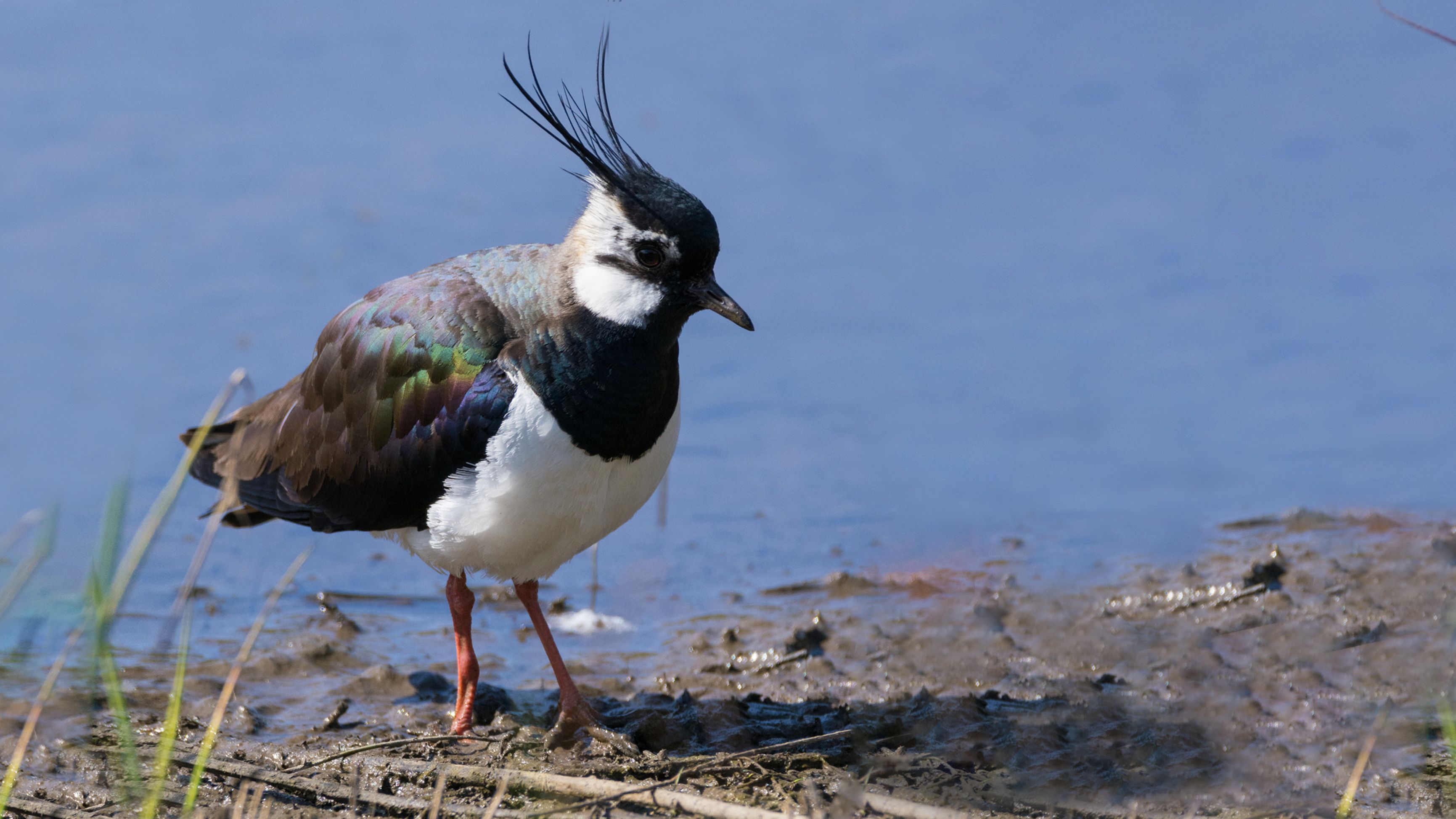 A year in the life of our flourishing floodplains