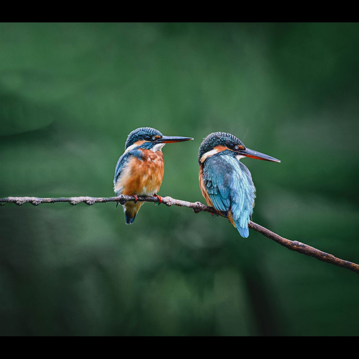Wetland bird courtship: stunning mating behaviours and rituals explained